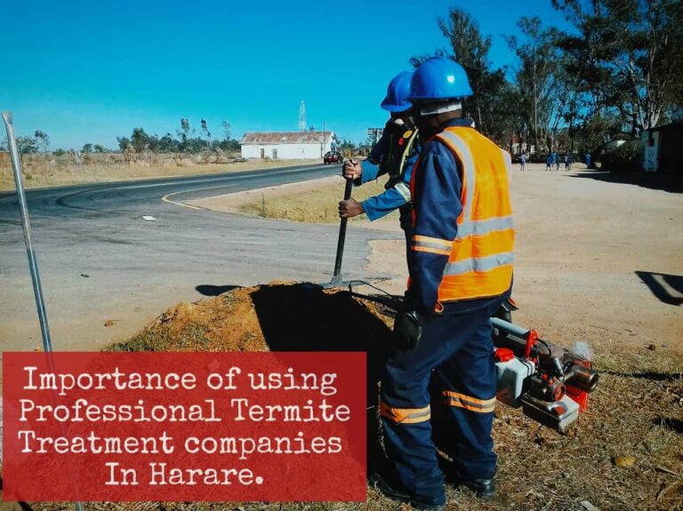 Professional Termite Treatment Companies: How Important Are The