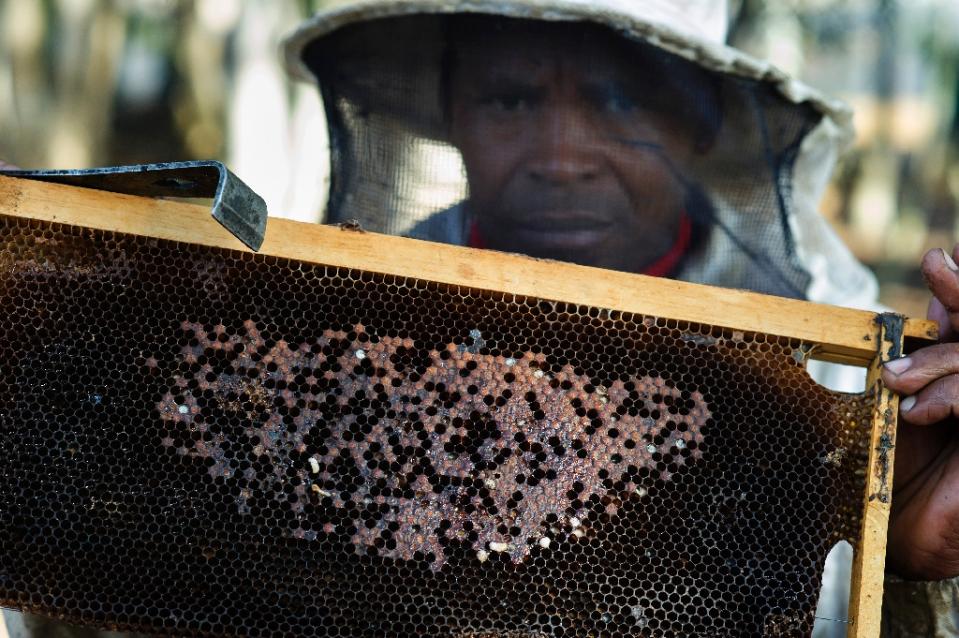 Bees are 'sick of humans' but man will feel the sting - Pest Portal ...