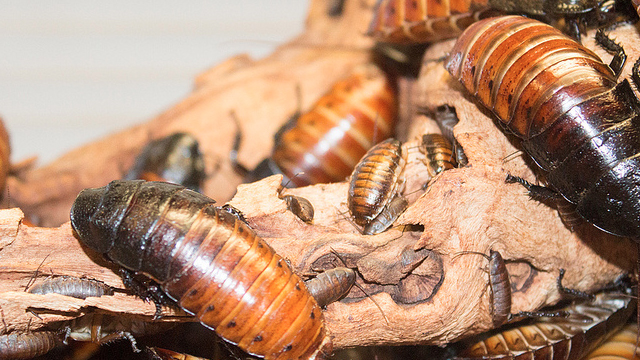 Cockroach farming becoming China's fastest growing, ickiest industry ...