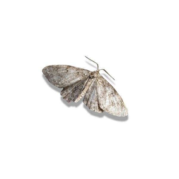 Signs of a Moth Infestation in Harare and Zimbabwe