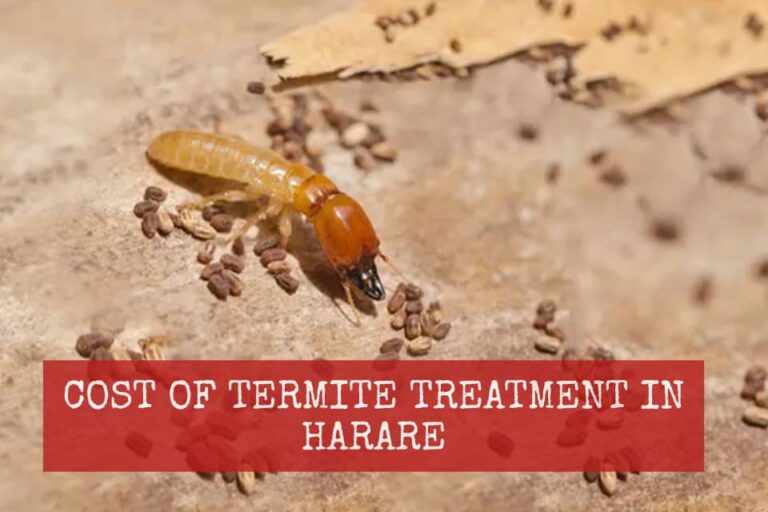 How much does termite treatment cost in Harare | Call 0772593344