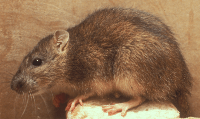 Common Types of Rodents and Rats Found in Harare & Zimbabwe
