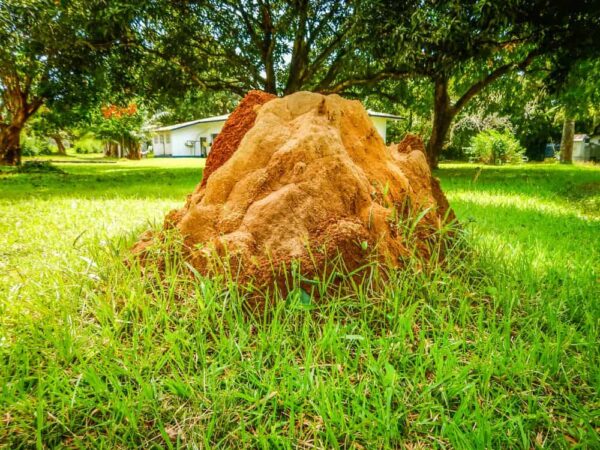 Advantages of Using Thermal Termite Treatment | Call 0772593344